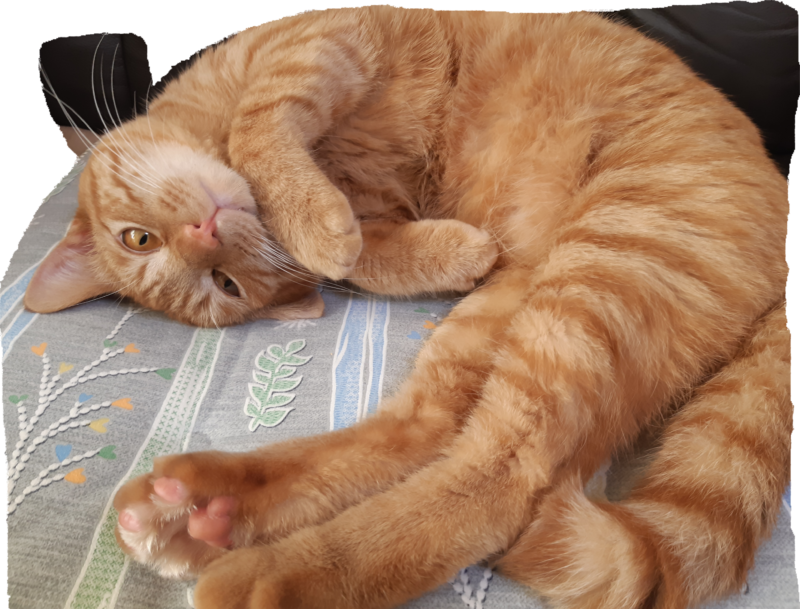 😸日向1歳になりました😸 | SNACK ラランジェ